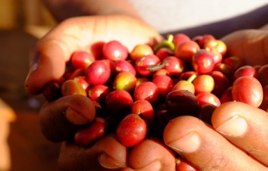 Ethiopia Organic Guji Kercha Dubissa Bedessa - 12oz Bag: Mt. Whitney ...