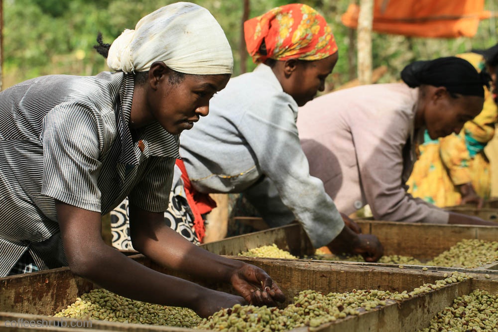 Ethiopia Kaffa-Michiti Cooperative - 5lb Bag: Mt. Whitney Coffee Roasters